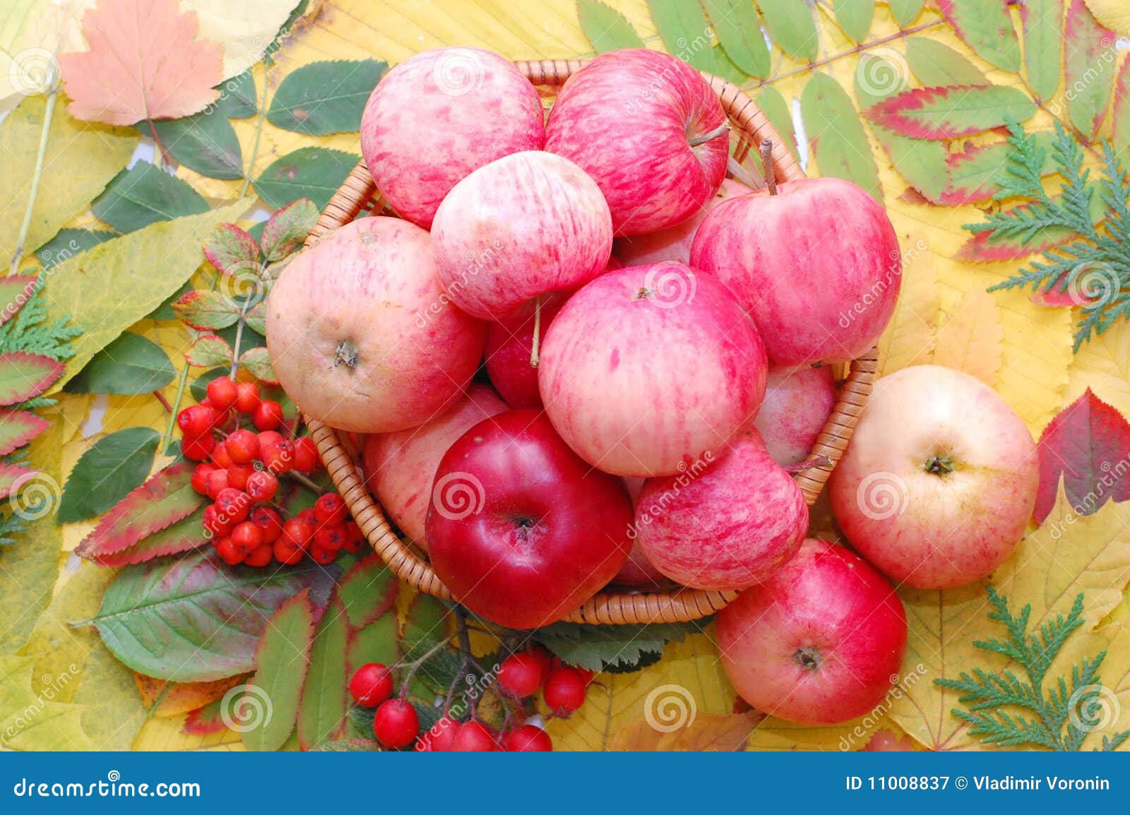 Crop of apples stock image. Image of beautiful, card - 11008837