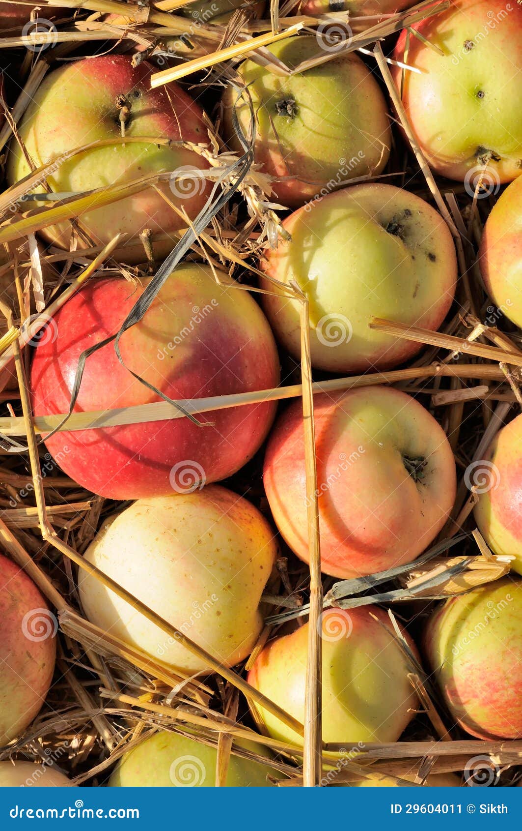 Crop of Apples with Straw stock image. Image of autumn - 29604011