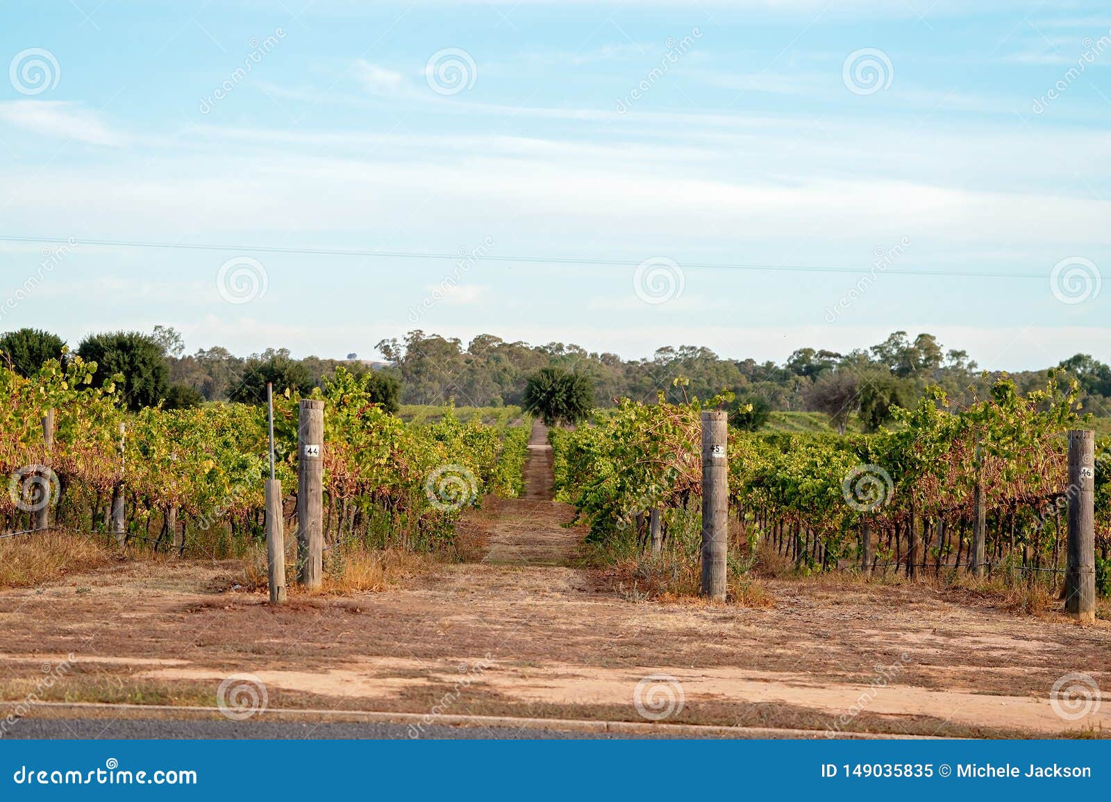 A Crop of Australian Grapes Stock Image - Image of champagne, colors ...