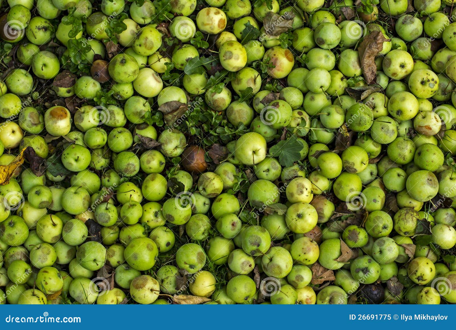 Crop of autumn apples stock image. Image of food, dessert - 26691775