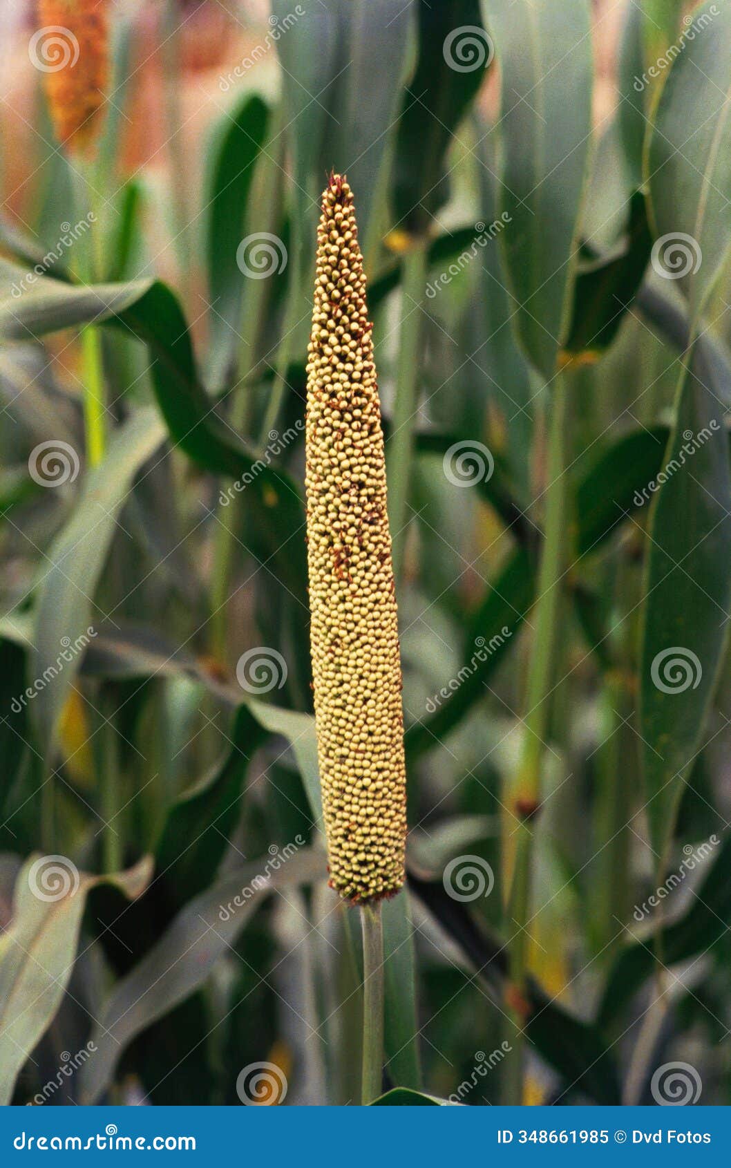 Indian crop bajra India stock image. Image of crop, foodstuff - 348661985