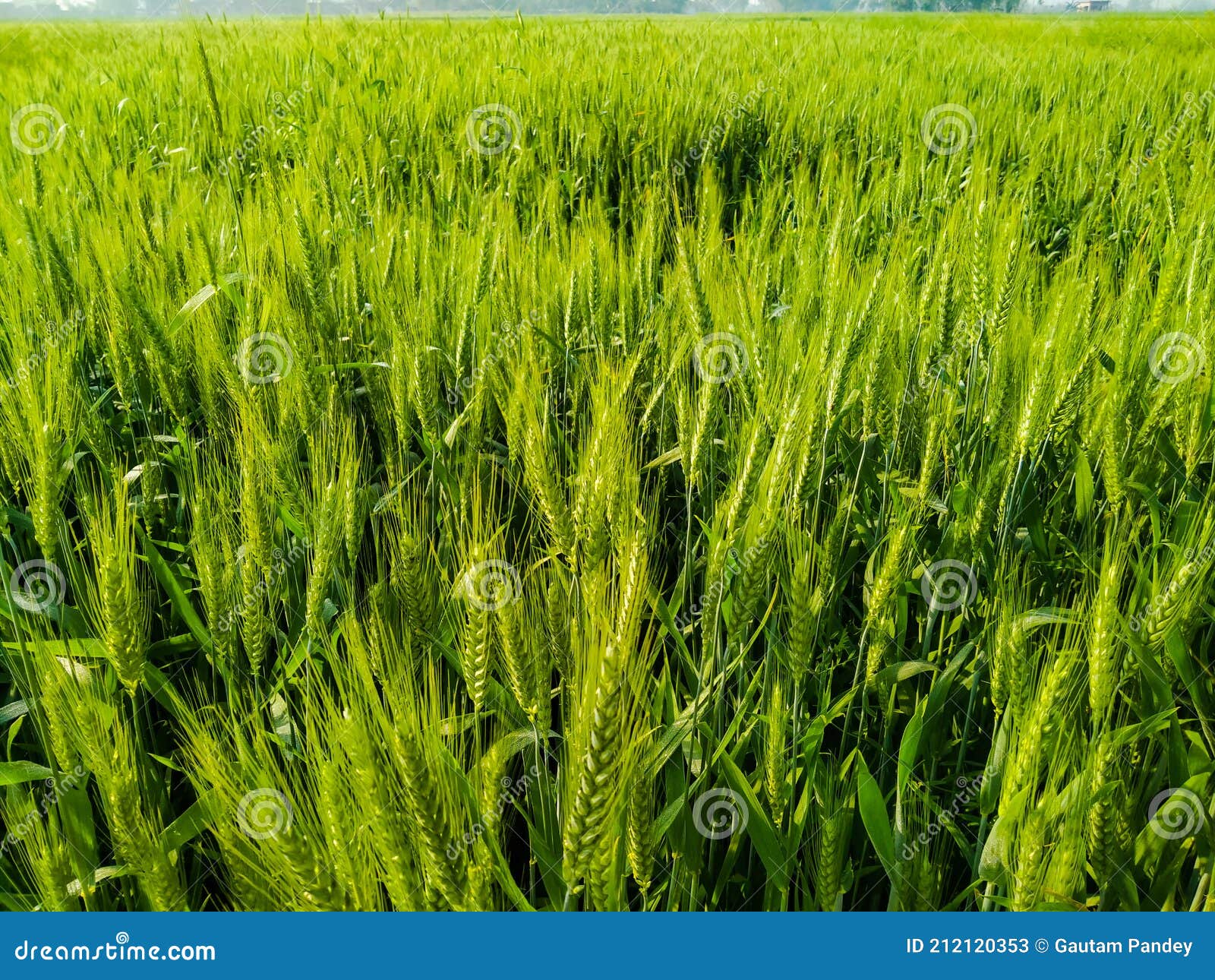 CROPS stock image. Image of lawn, meadow, grassland - 212120353