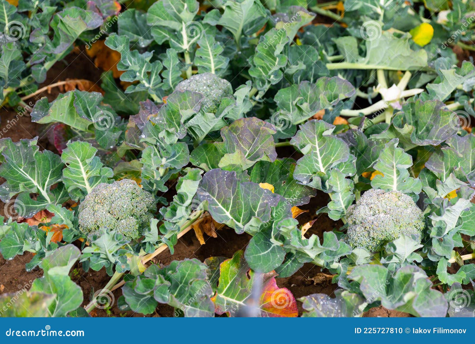 Crop of Broccoli Growing on Farm Field Stock Photo - Image of growth ...