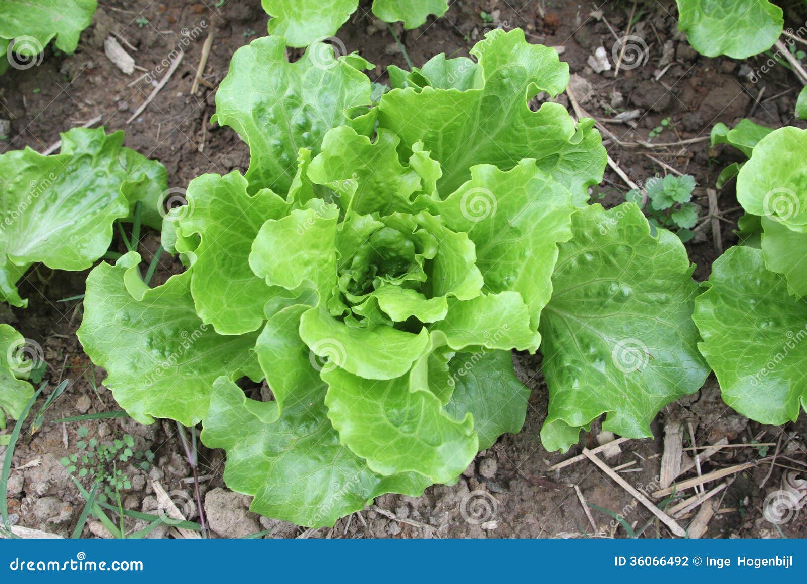 Background Crop of Lettuce, Agricultural Industry Stock Photo - Image ...