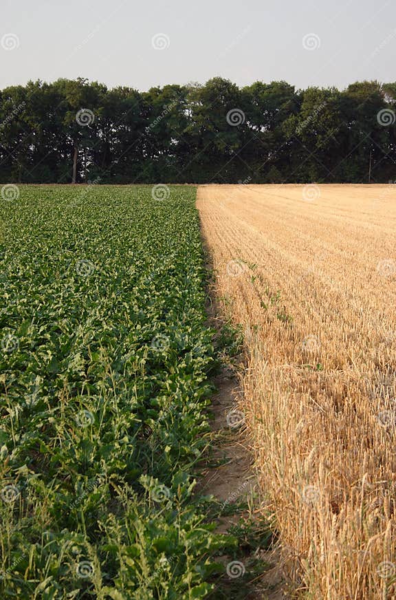 Crop change stock photo. Image of meet, harvested, crops - 1012708