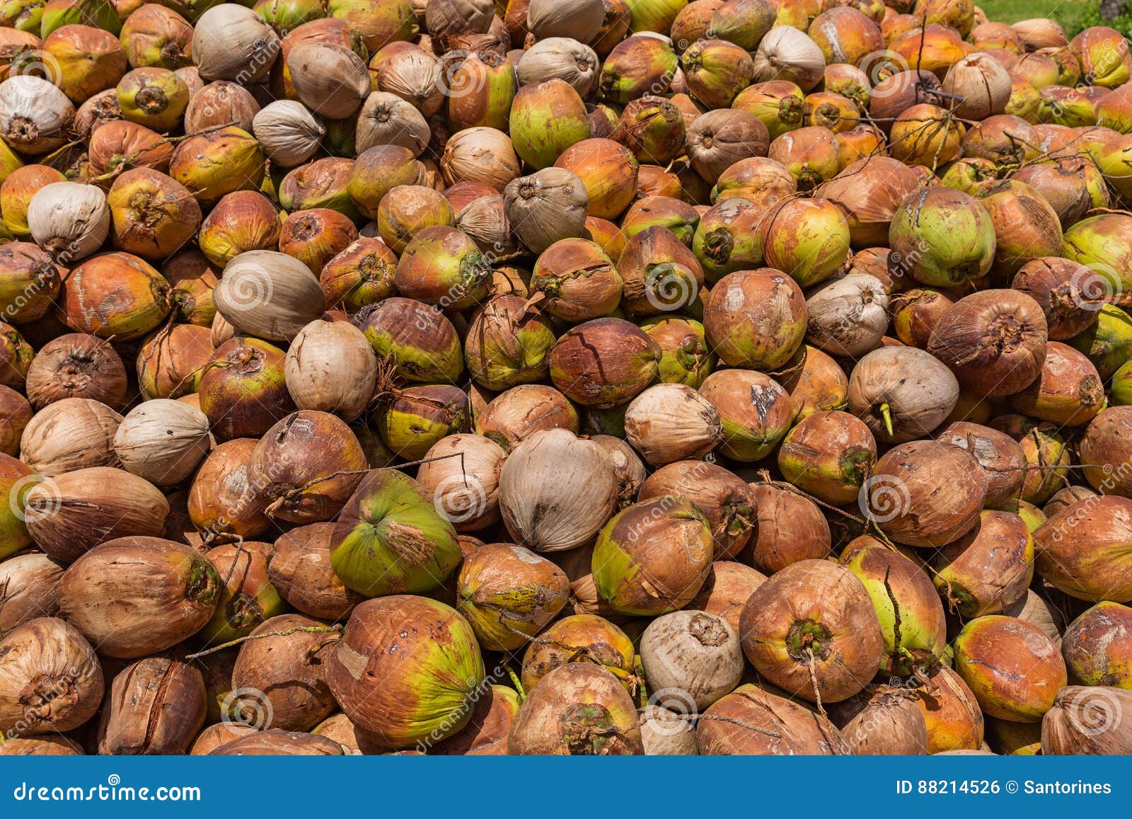 Crop of Coconut in Thailand Stock Photo - Image of freshness, thailand ...