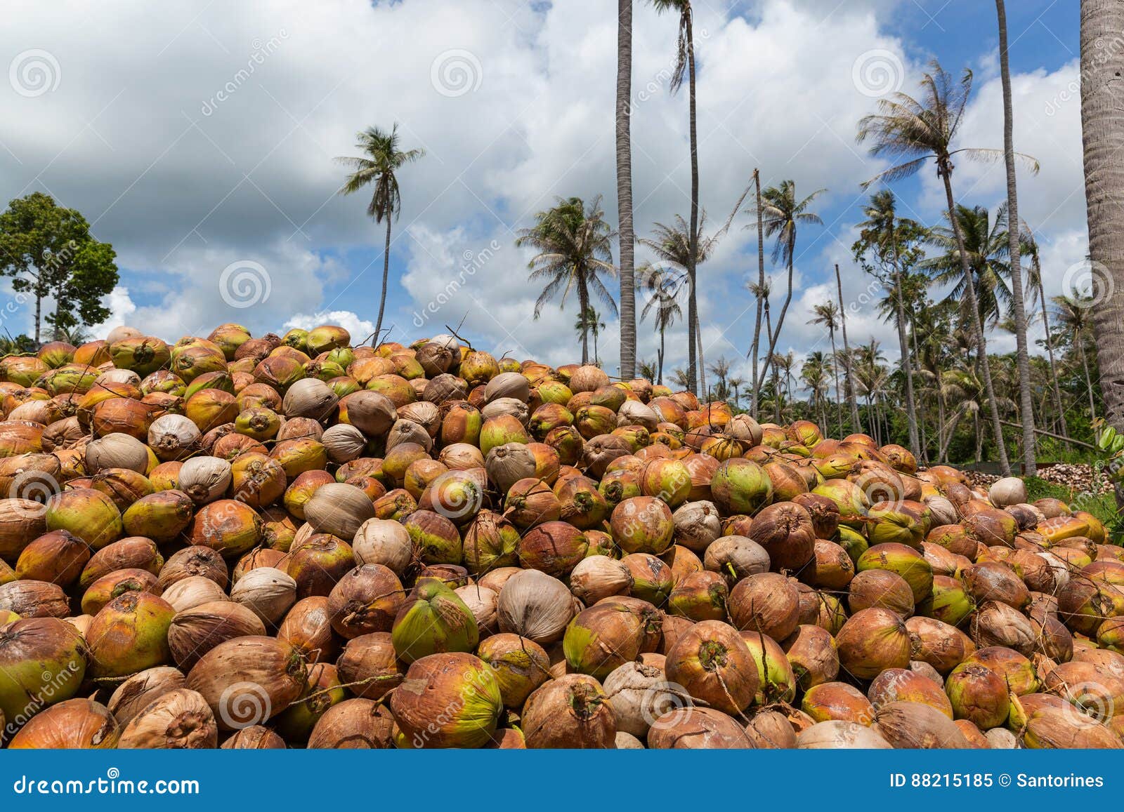 Crop of Coconut in Thailand Stock Image - Image of coconut, outdoors ...