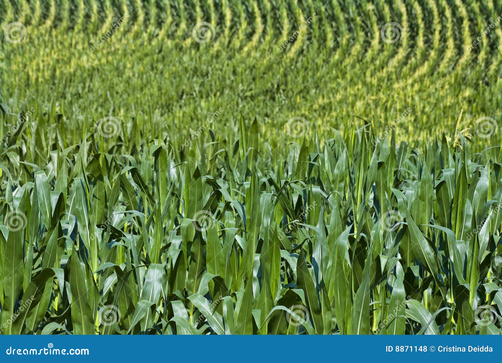 Crop of corn stock photo. Image of plants, ripening, grow - 8871148