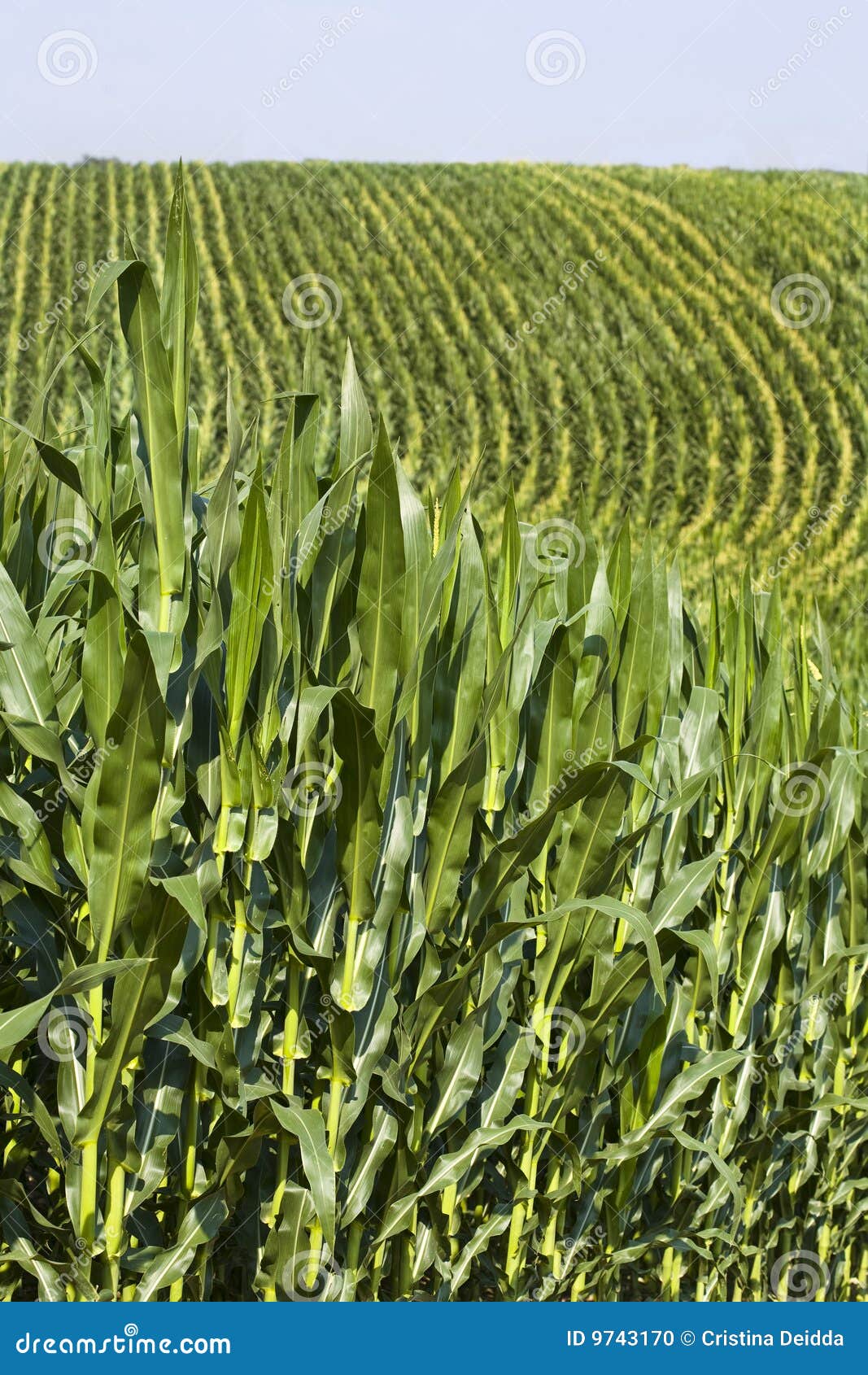 Crop of corn stock photo. Image of maize, water, earth - 9743170