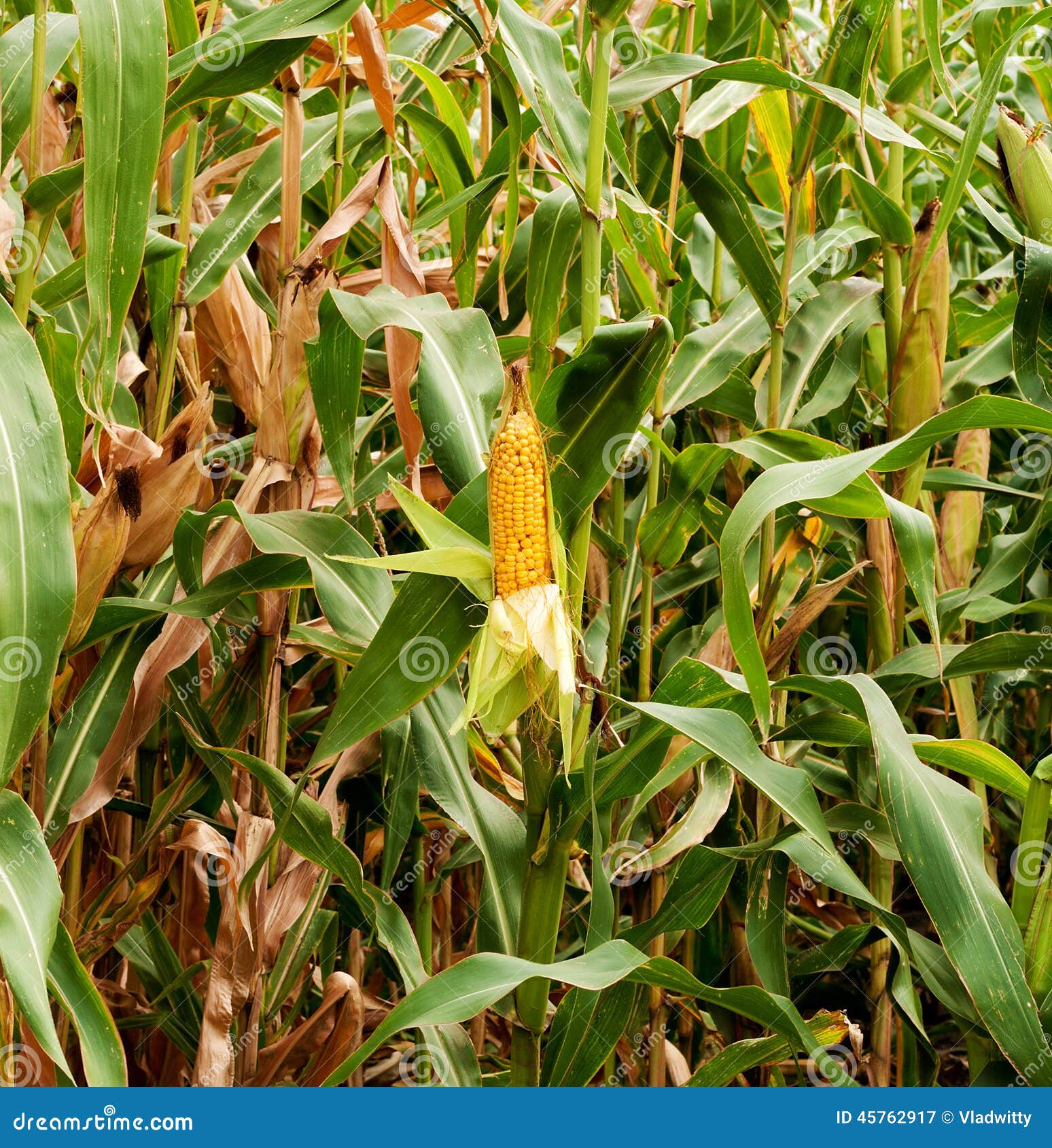 Crop corn field stock image. Image of industry, maize - 45762917