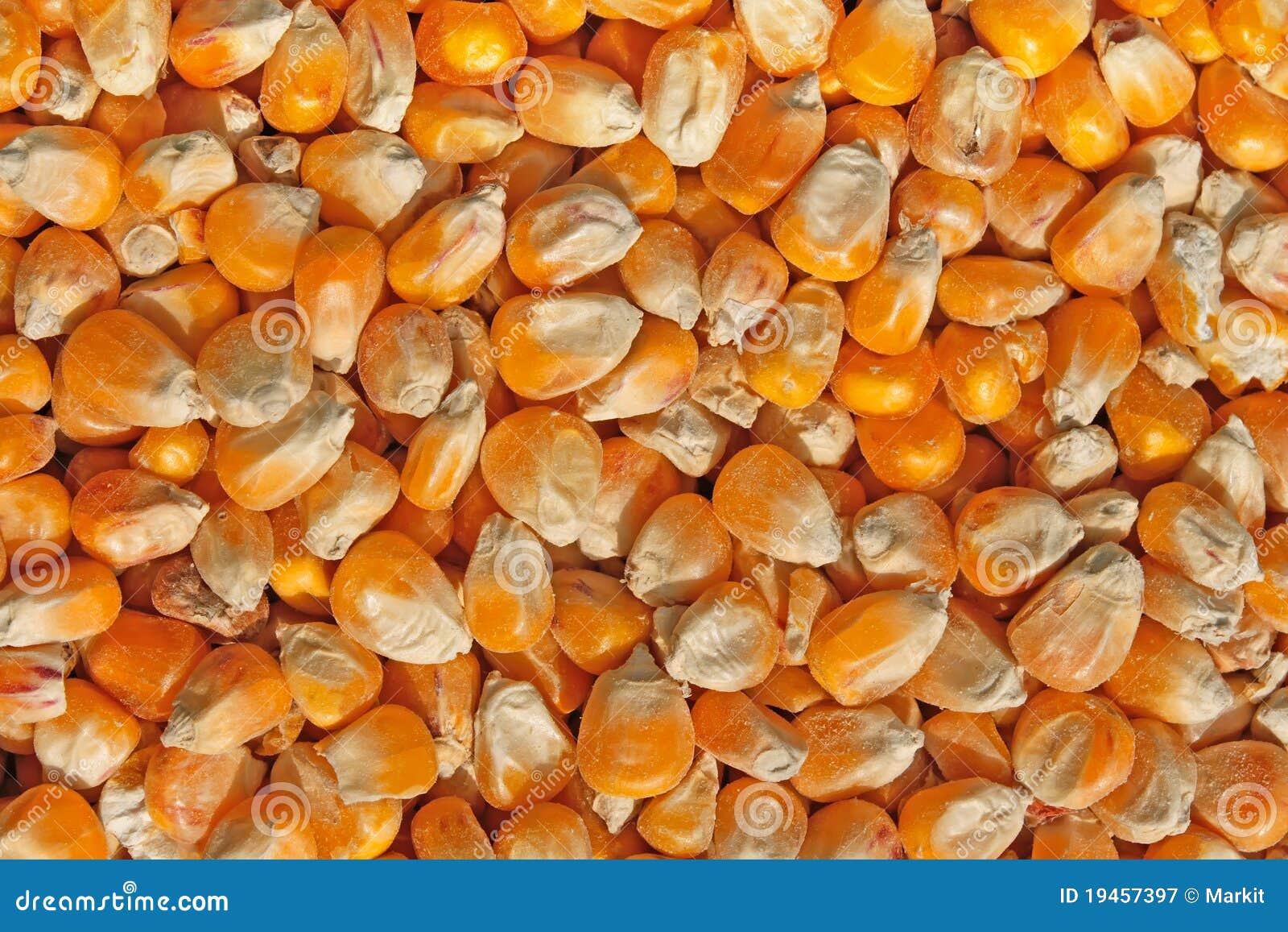 Crop of corn fodder stock image. Image of corn, food - 19457397