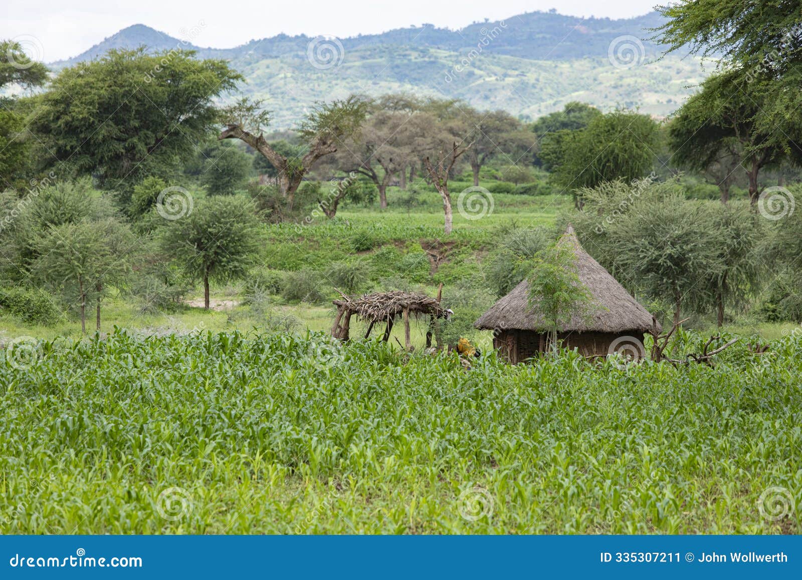 A Crop of Corn Grows in the Tropical Mountains of Konso, Ethiopia Stock ...