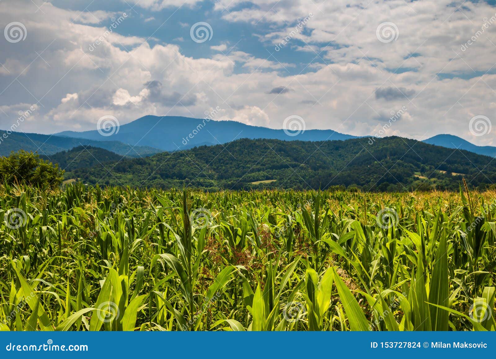 Crop of Corn with Mountains in the Background Stock Photo - Image of ...