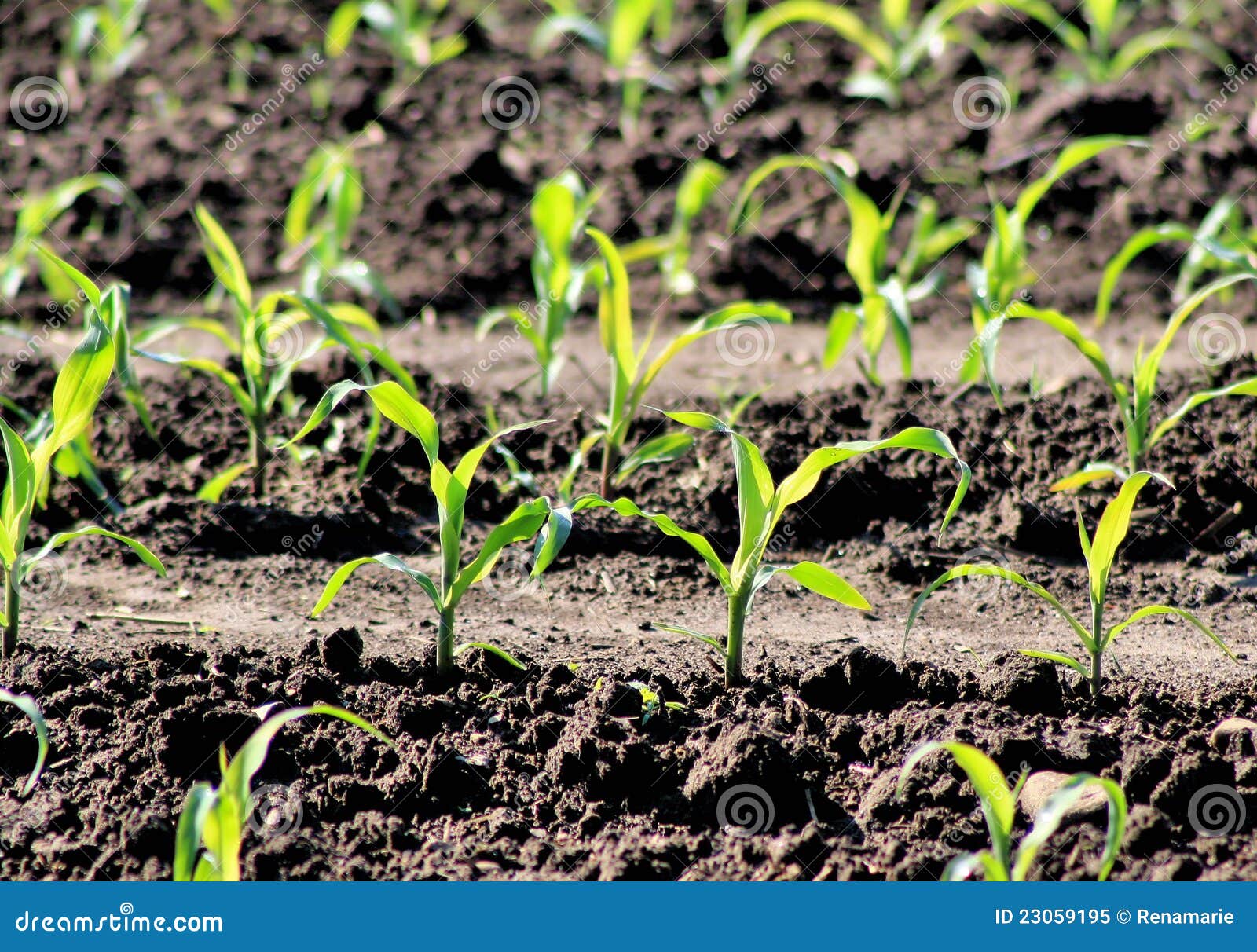 Crop of Corn Seedlings stock image. Image of farm, spaces - 23059195