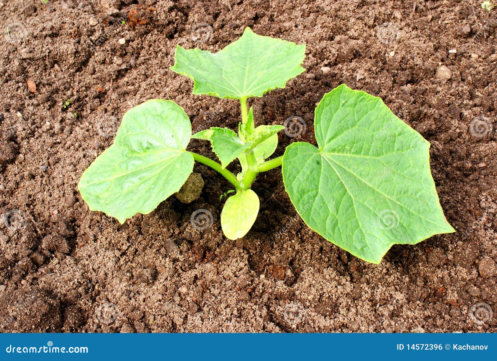 Crop of cucumber stock photo. Image of cucumber, background - 14572396