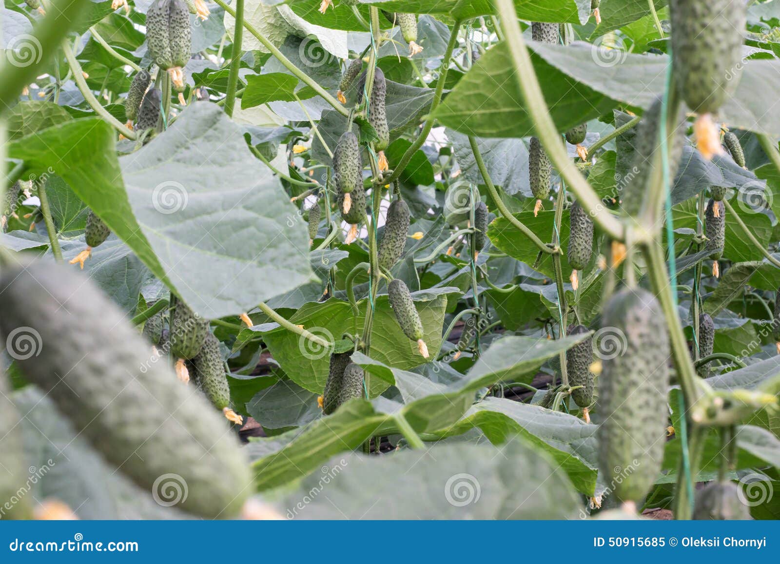 Crop of cucumbers stock image. Image of growth, cucumbers - 50915685