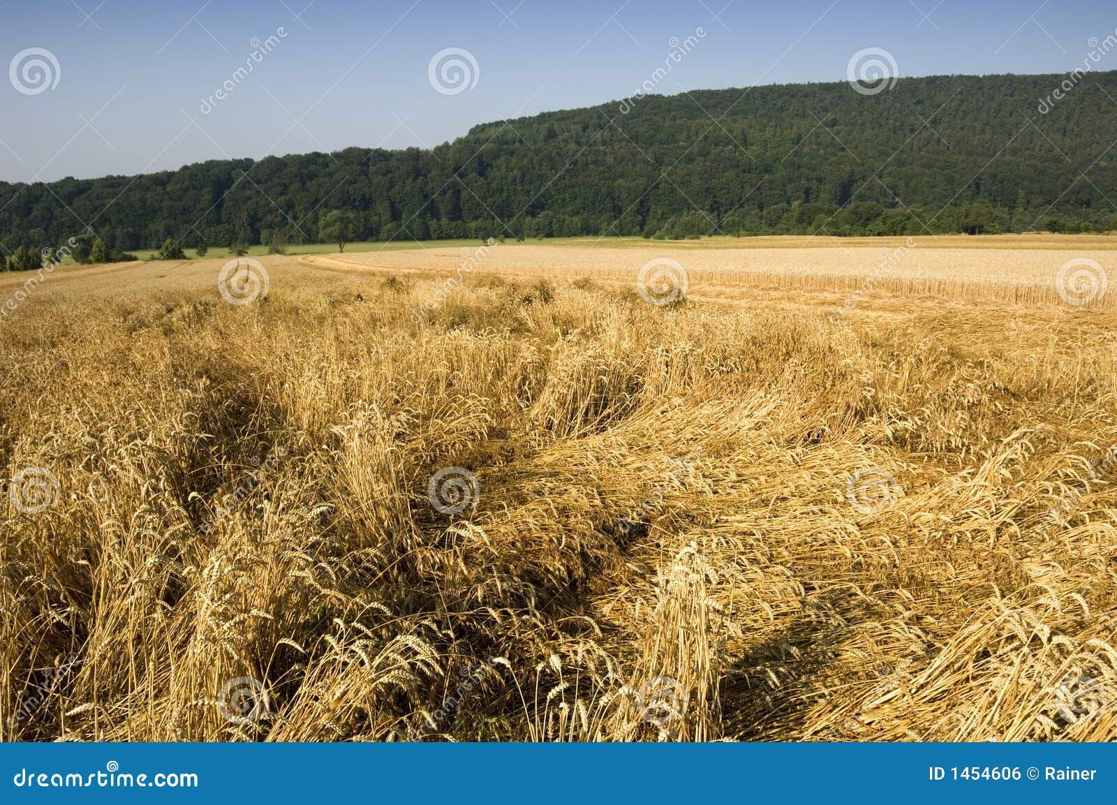 Crop damage stock photo. Image of food, field, countryside - 1454606