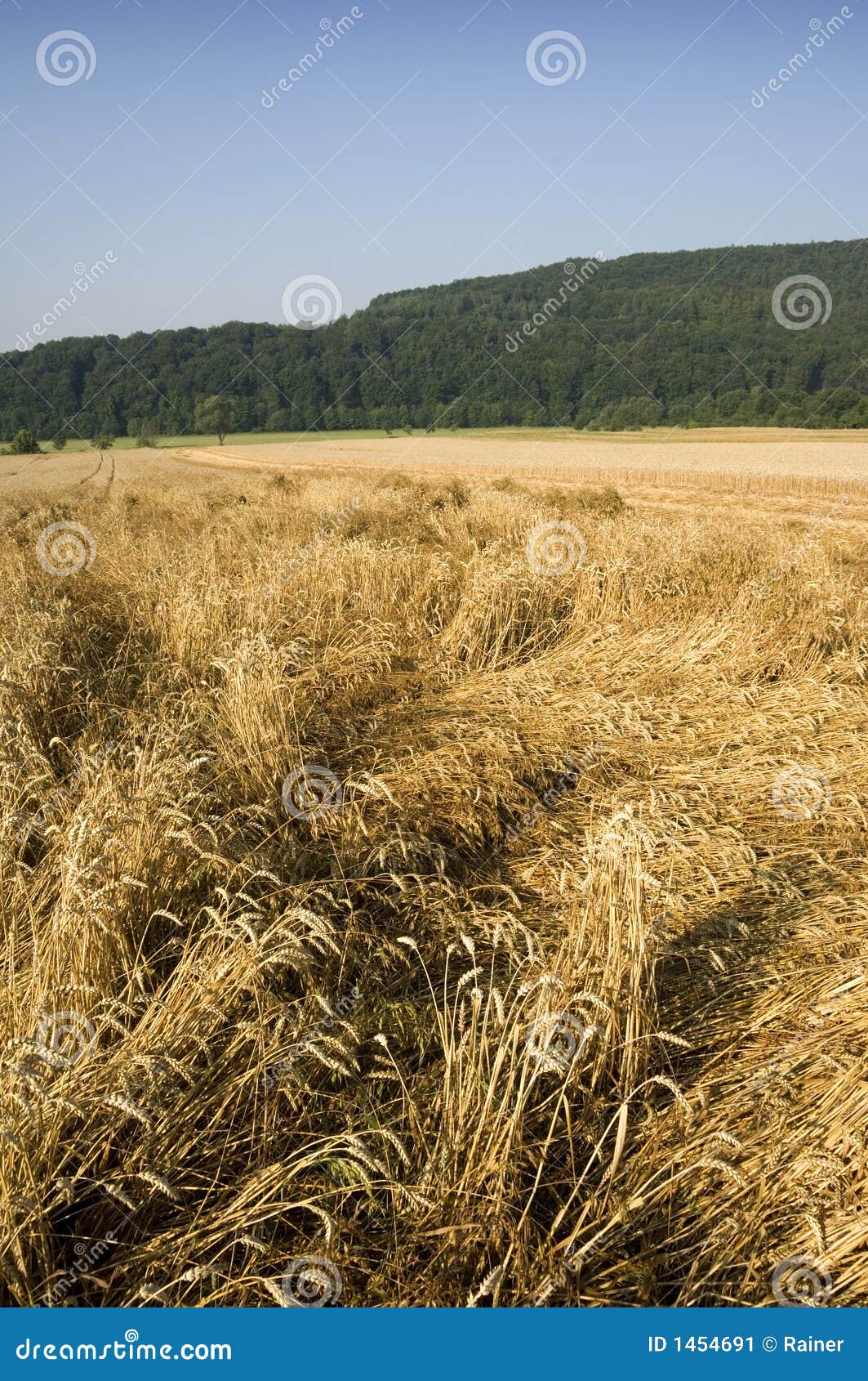 Crop damage stock image. Image of farmland, produce, crop - 1454691