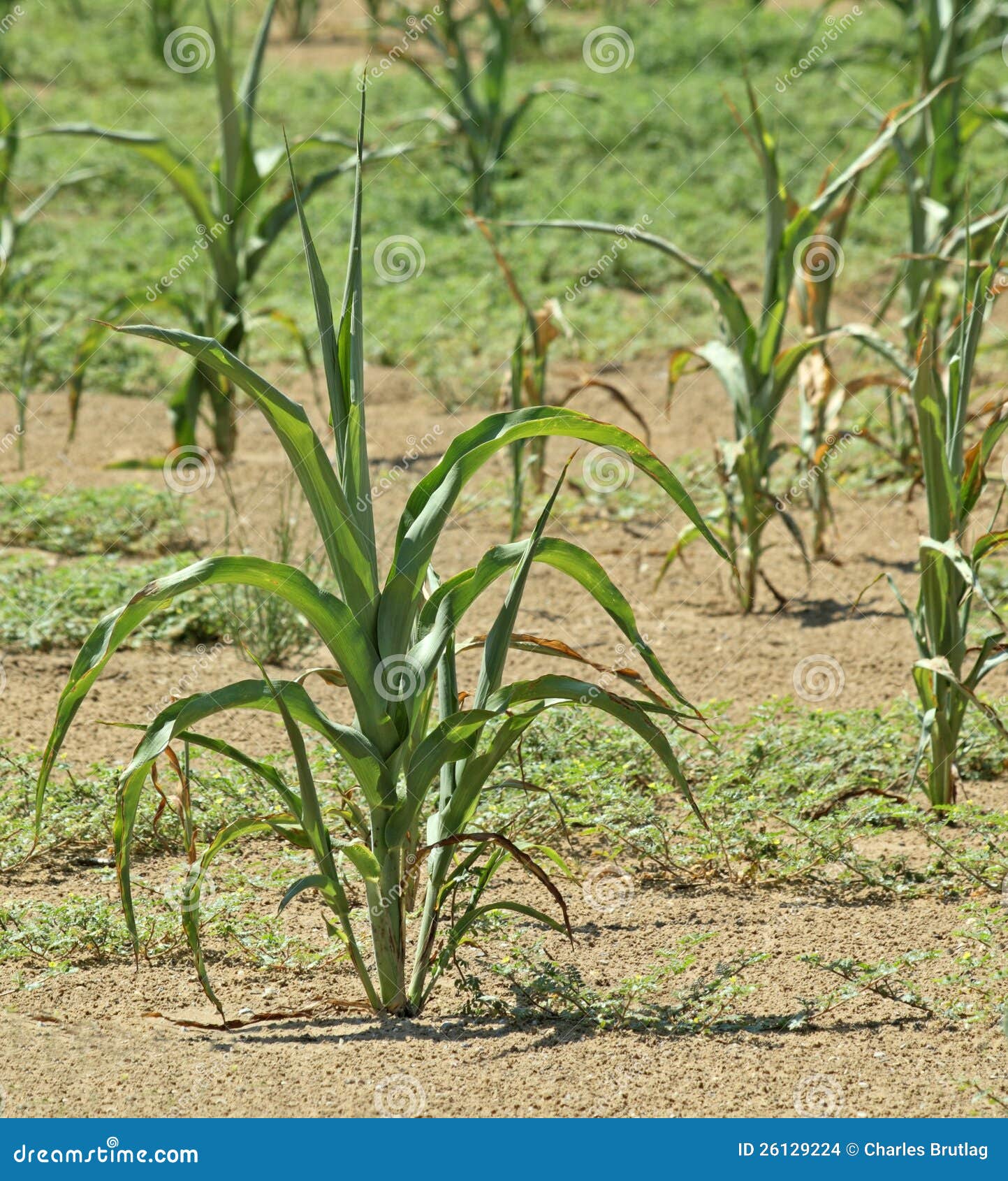 Crop Damage stock photo. Image of weather, weeds, parched - 26129224