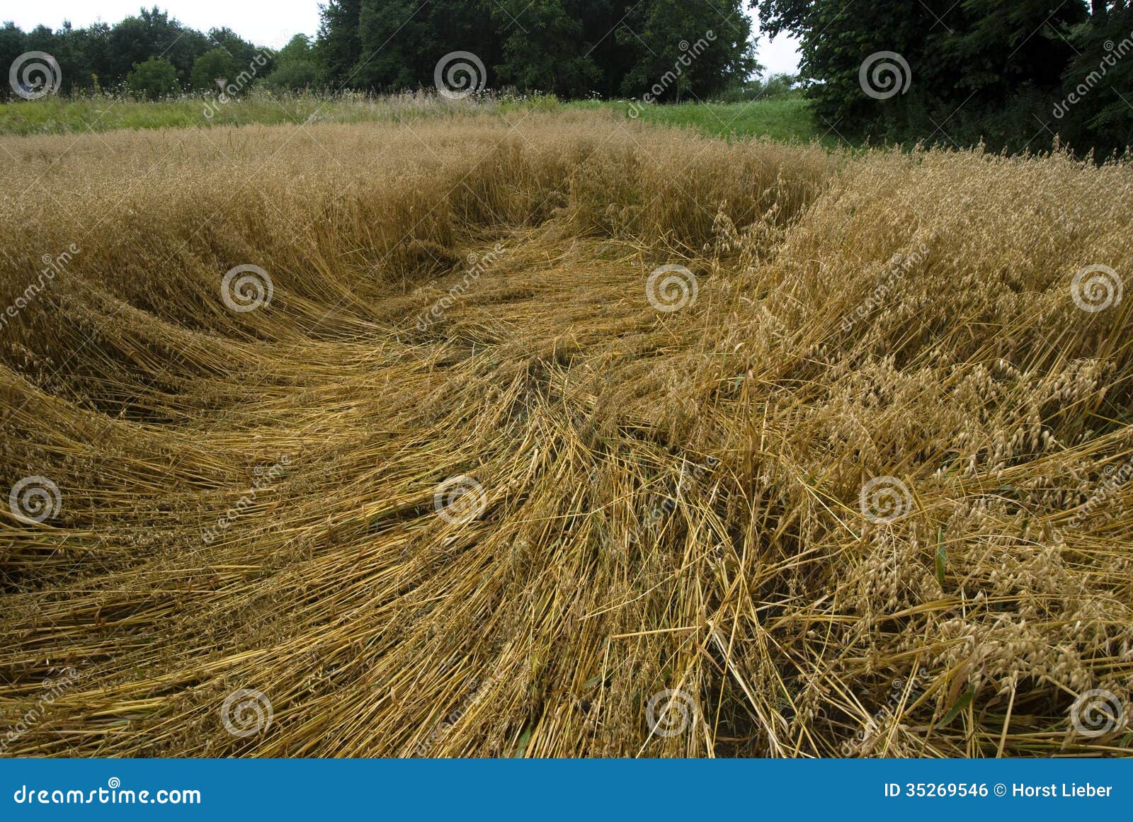 Crop Damage in the Cornfield, Germany Stock Photo - Image of ...