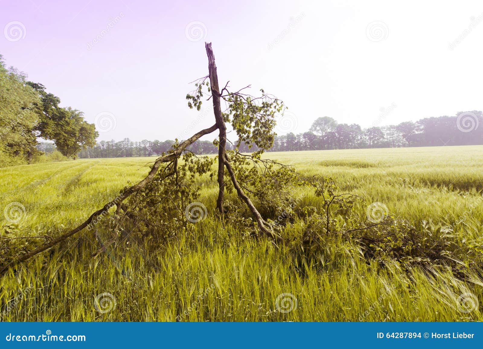 Crop Damage in the Cornfield Stock Photo - Image of barley ...