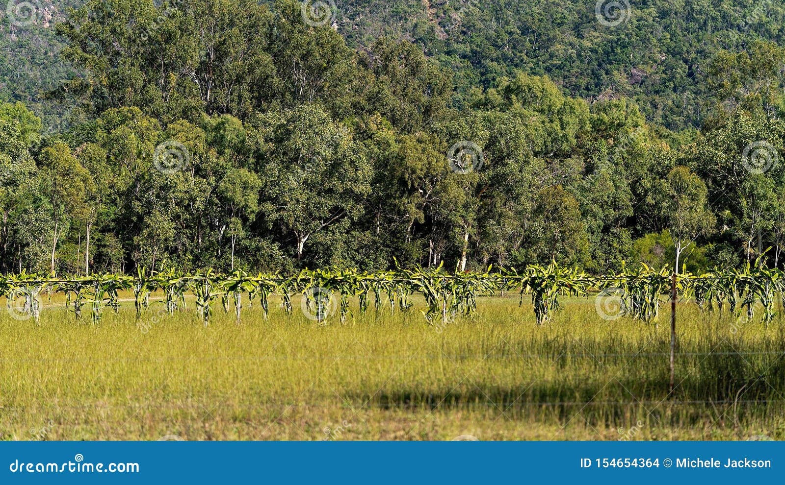 Fruit Of The Australian Native Bush Tucker Bolwarra, Eupomatia Laurina ...