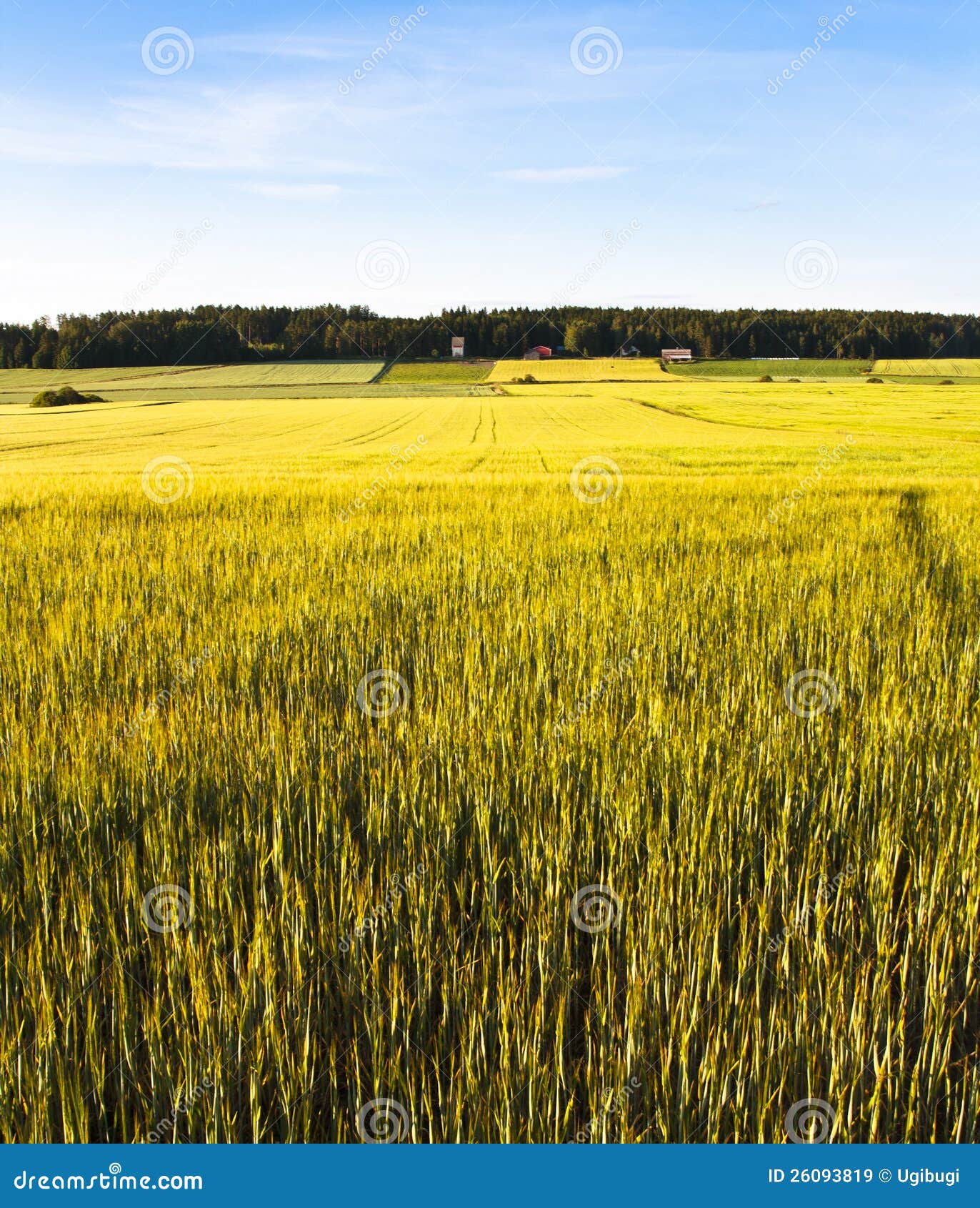 Crop field stock image. Image of crop, land, landscape - 26093819