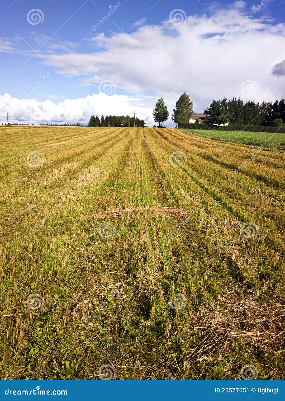 Crop field stock image. Image of natural, gold, bread - 26577651