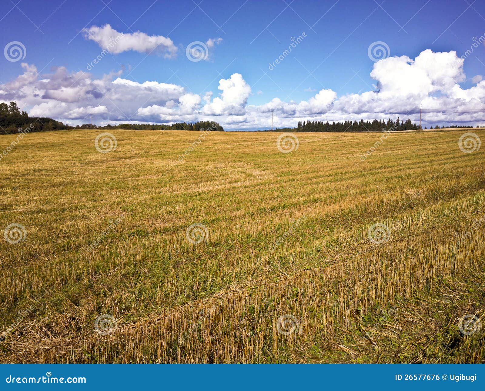 Crop field stock photo. Image of country, blue, light - 26577676