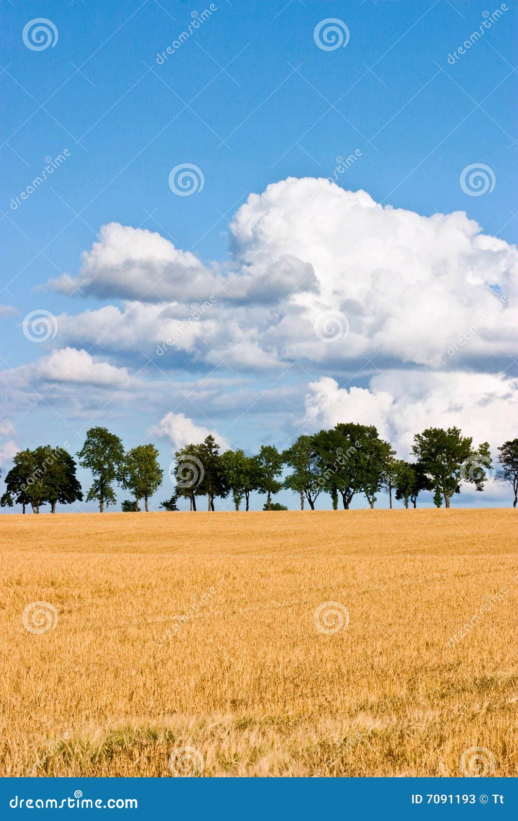 Crop field stock image. Image of lined, crops, cloud, summer - 7091193