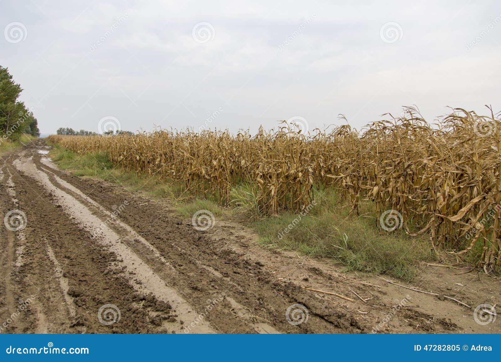 Cornfield and an Access Road Stock Image - Image of farmland, cornfield ...