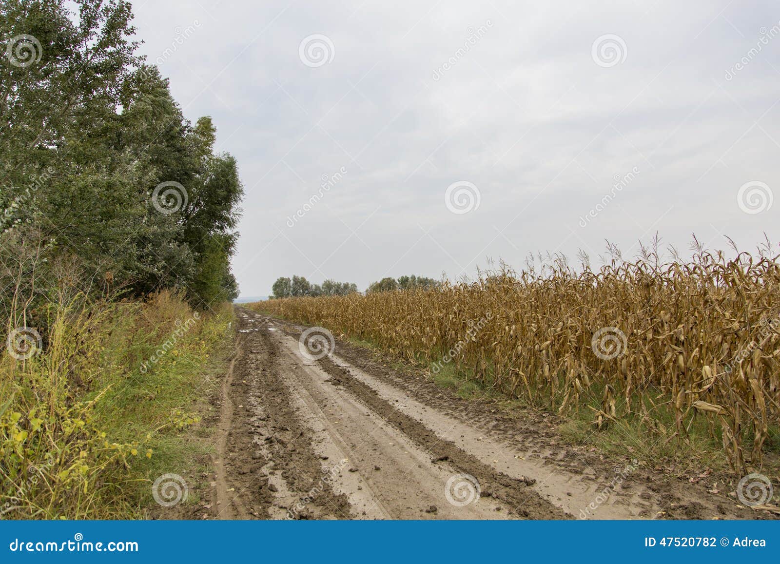 Cornfield and an Access Road Stock Photo - Image of landscape, ground ...