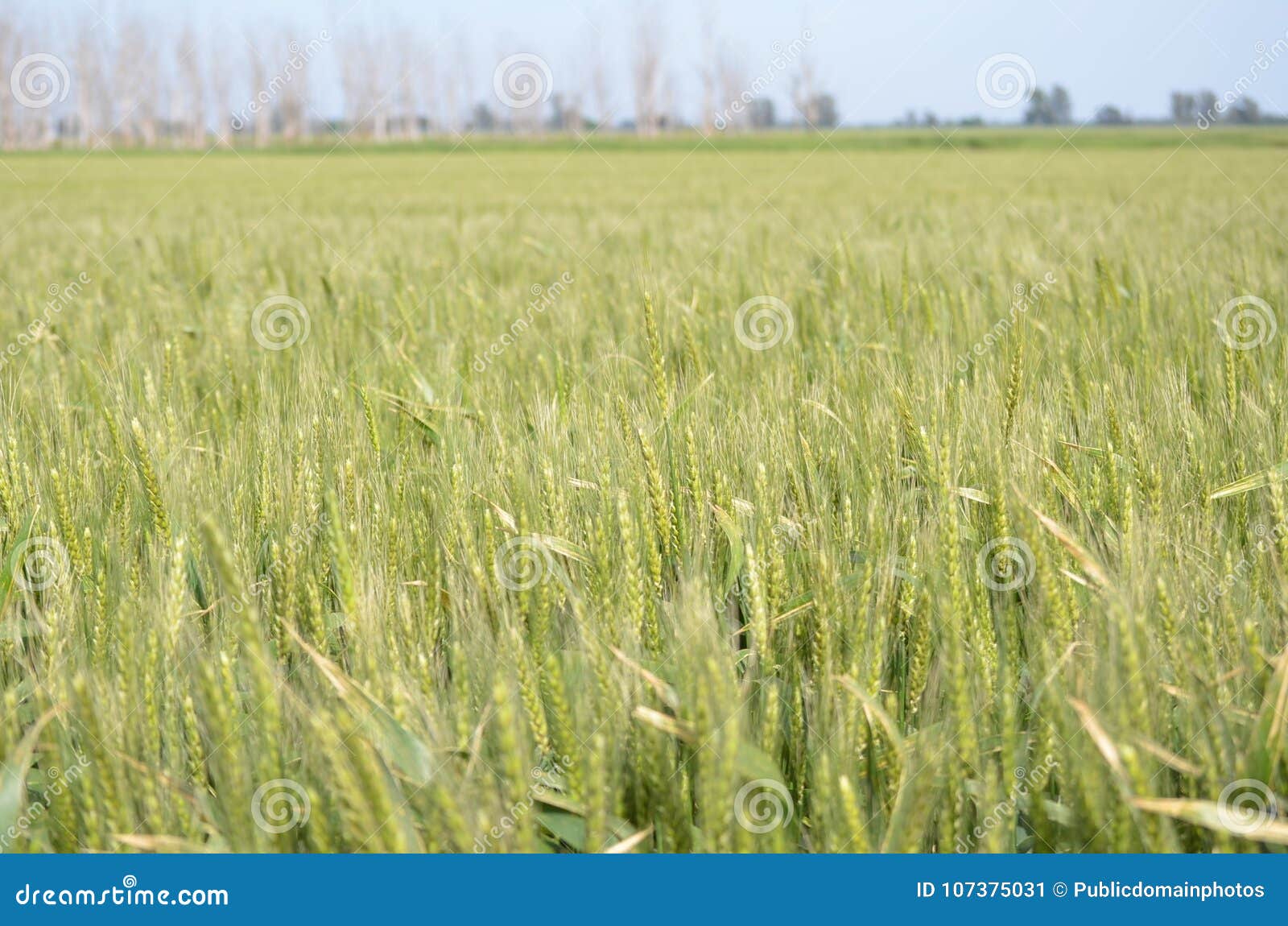 Crop, Field, Ecosystem, Grassland Picture. Image: 107375031