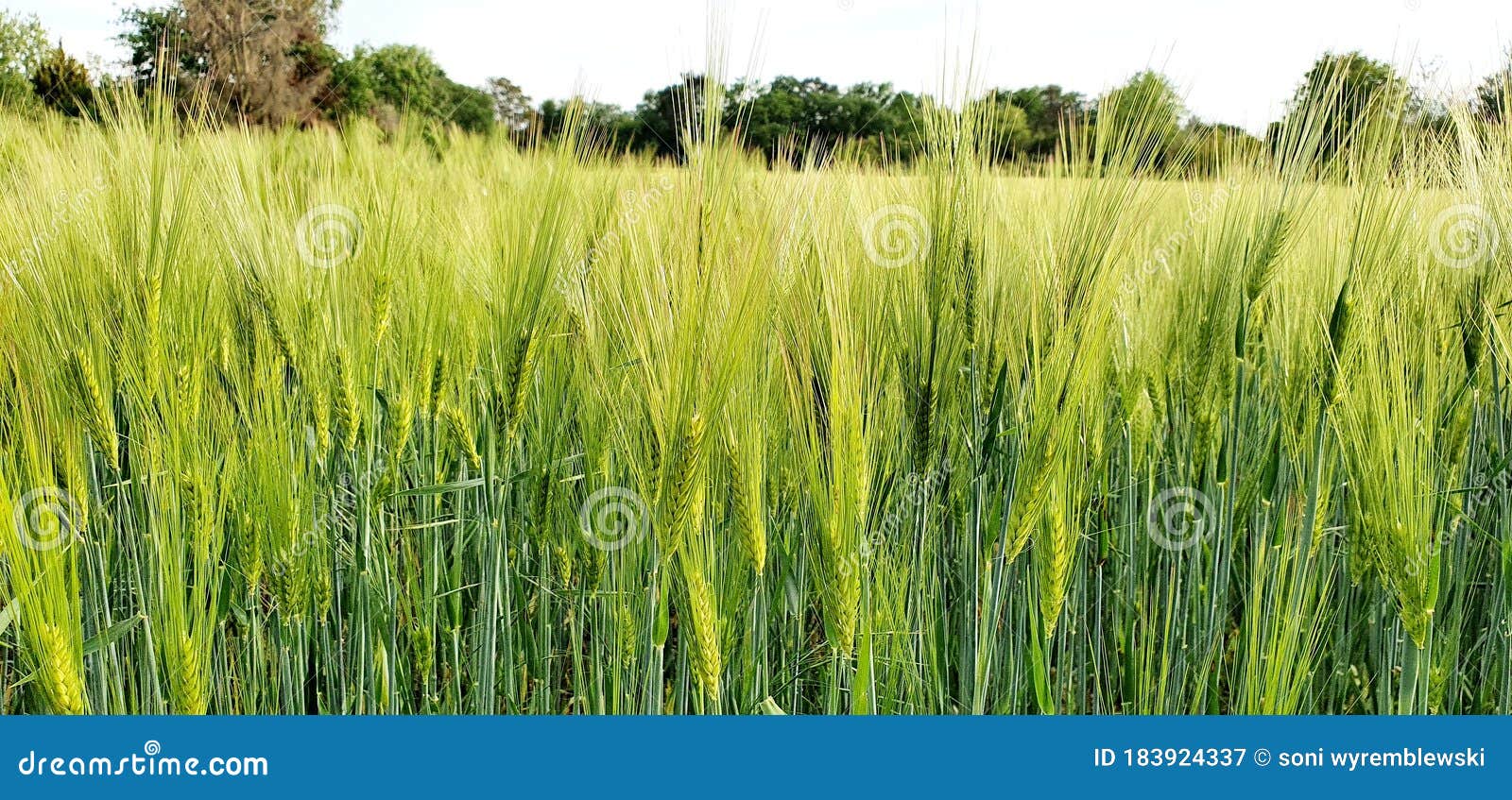 Crop Field Green Nature Grain Stock Image - Image of agriculture, plant ...