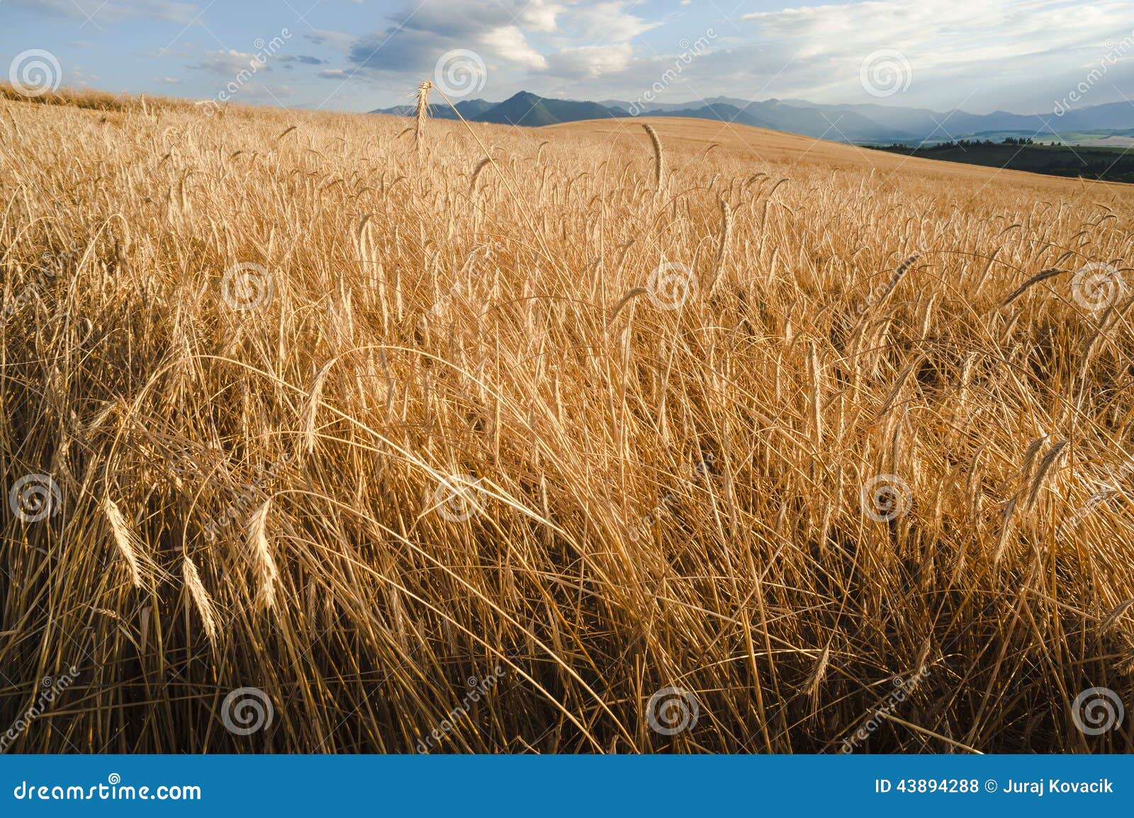 Crop Field stock photo. Image of farm, mountains, scenery - 43894288