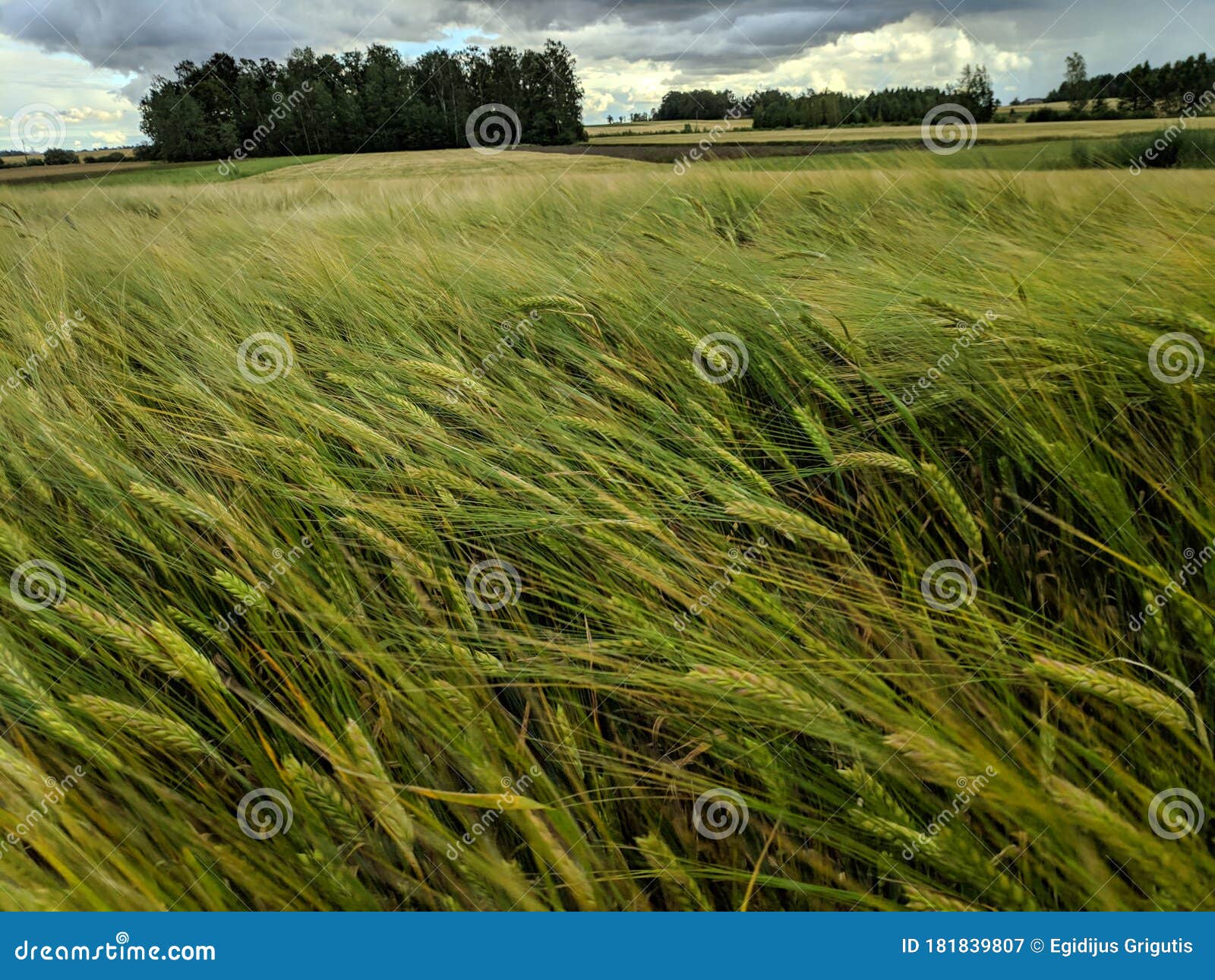 Crop field land stock image. Image of meadow, fieldand - 181839807