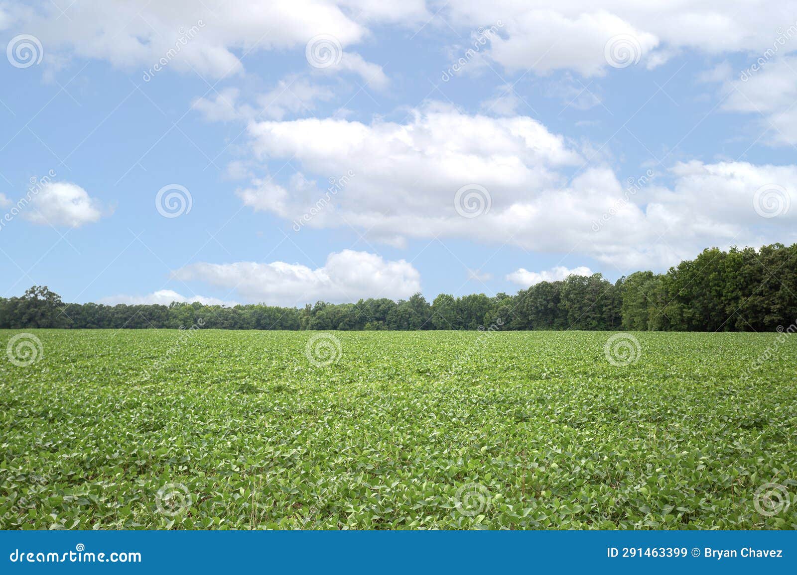 Crop Field in the South with Blue Sky in Nature Stock Image - Image of ...