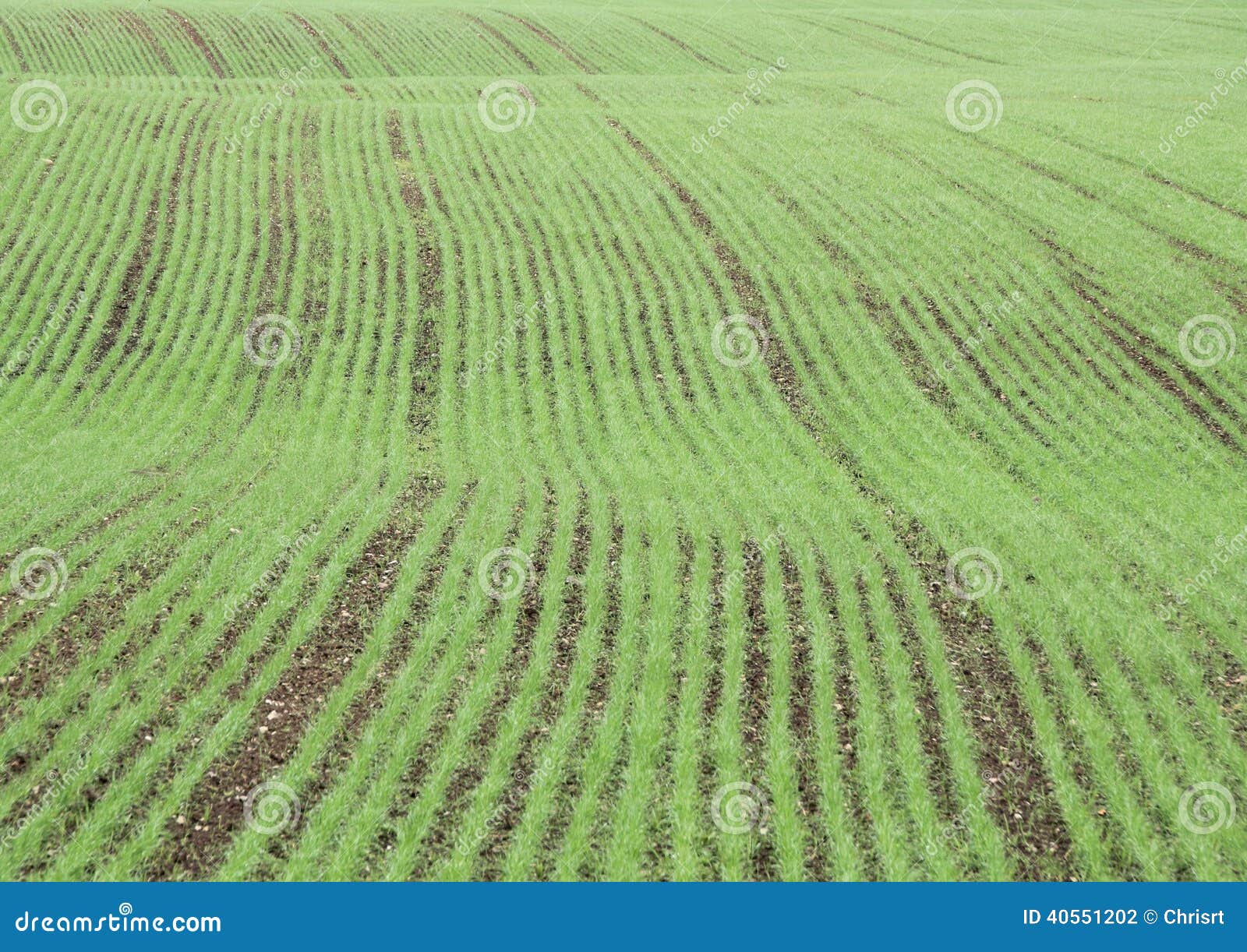 Crop Field in Spring with Harrow Trace Stock Photo - Image of field ...