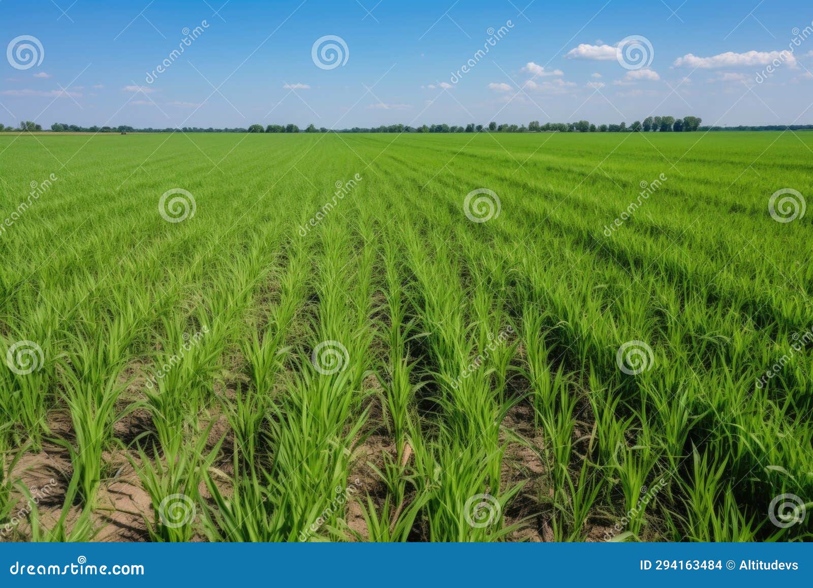 Crop Field with Visible Signs of Pest Damage Stock Illustration ...