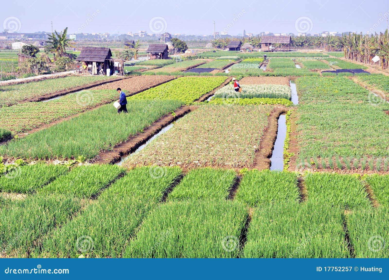 Crop fields editorial photography. Image of cropland - 17752257