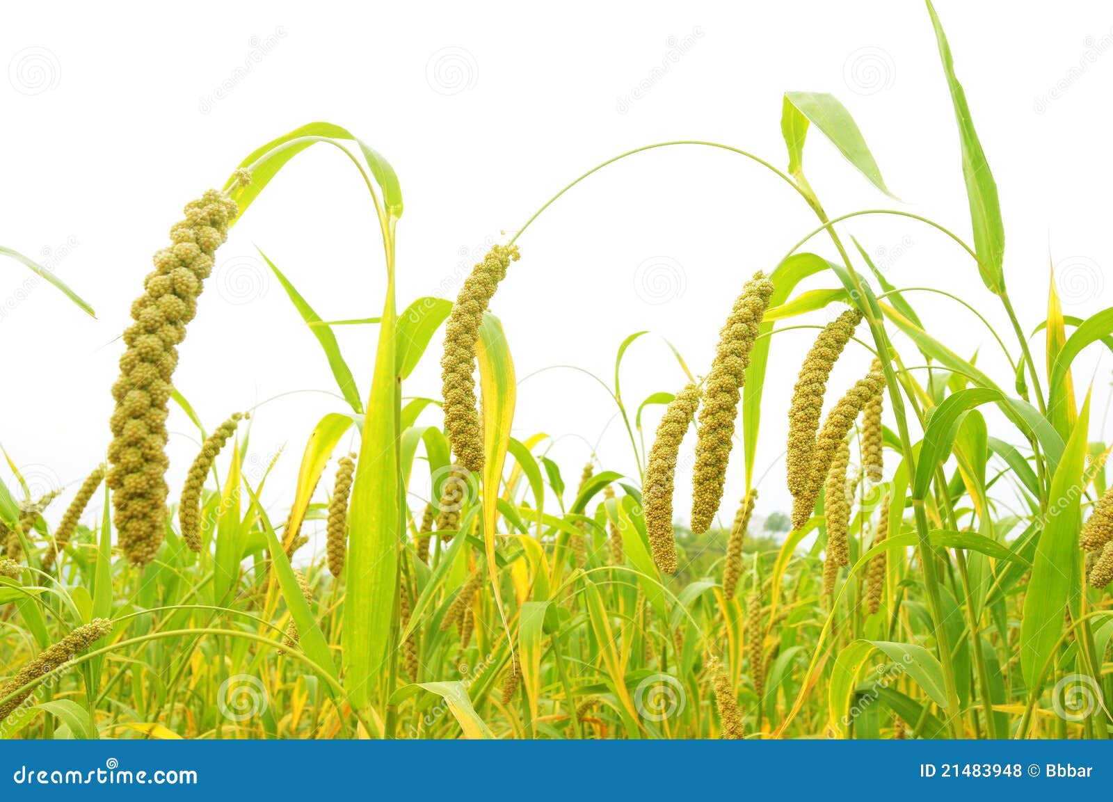 Crop fields stock photo. Image of field, maize, blue - 21483948