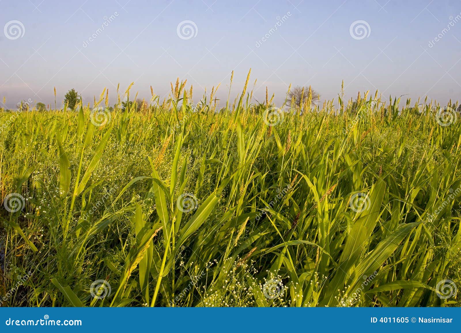 Crop Fields stock image. Image of golden, harvesting, grass - 4011605