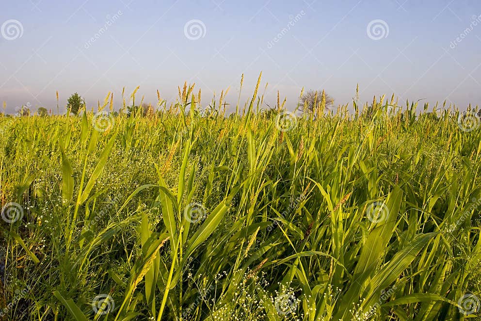 Crop Fields stock image. Image of golden, harvesting, grass - 4011605