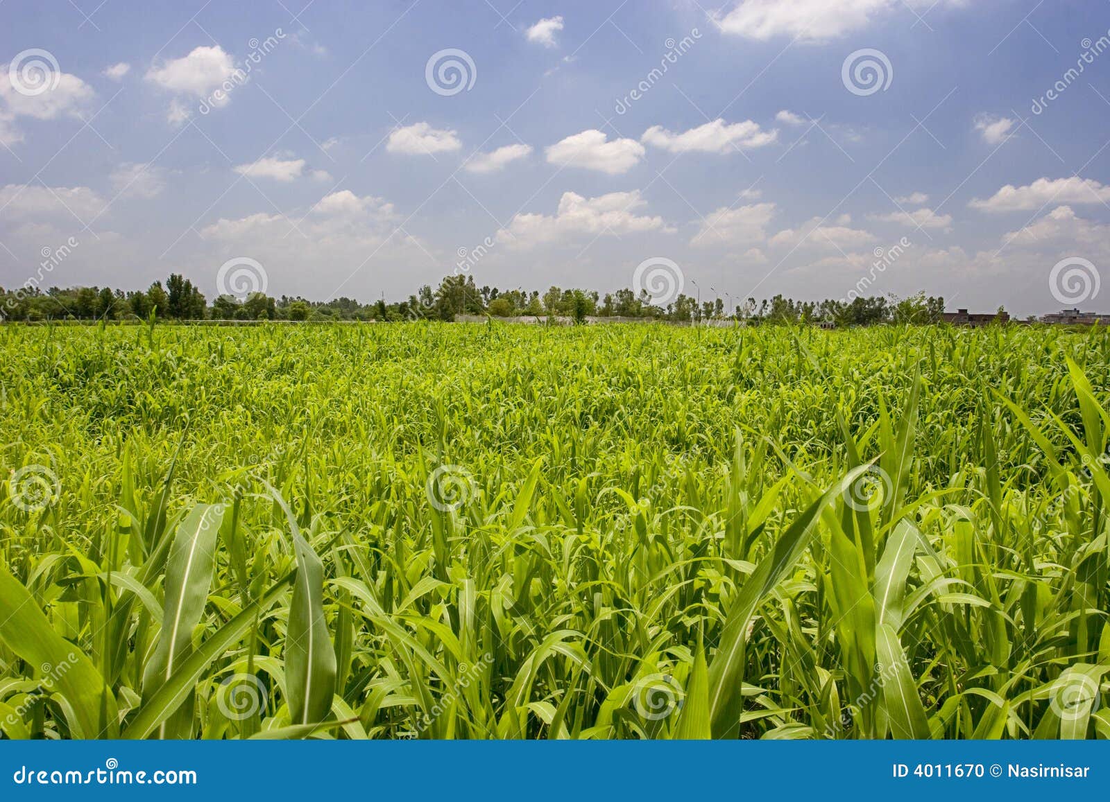 Crop Fields stock photo. Image of fields, countryside - 4011670