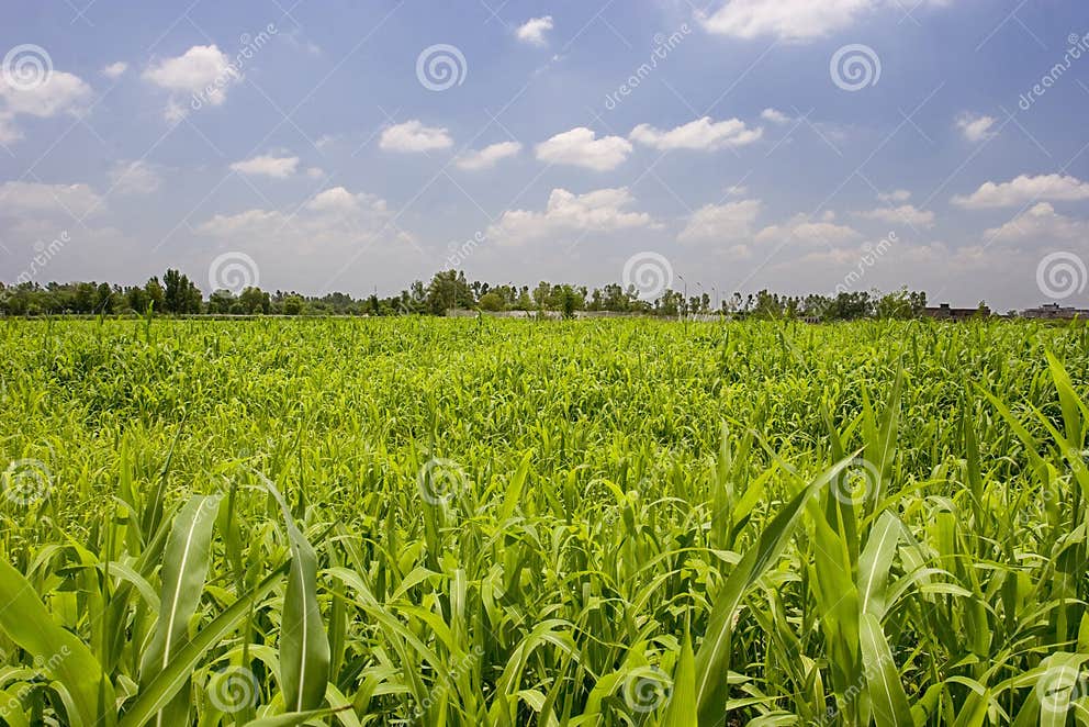 Crop Fields stock photo. Image of fields, countryside - 4011670