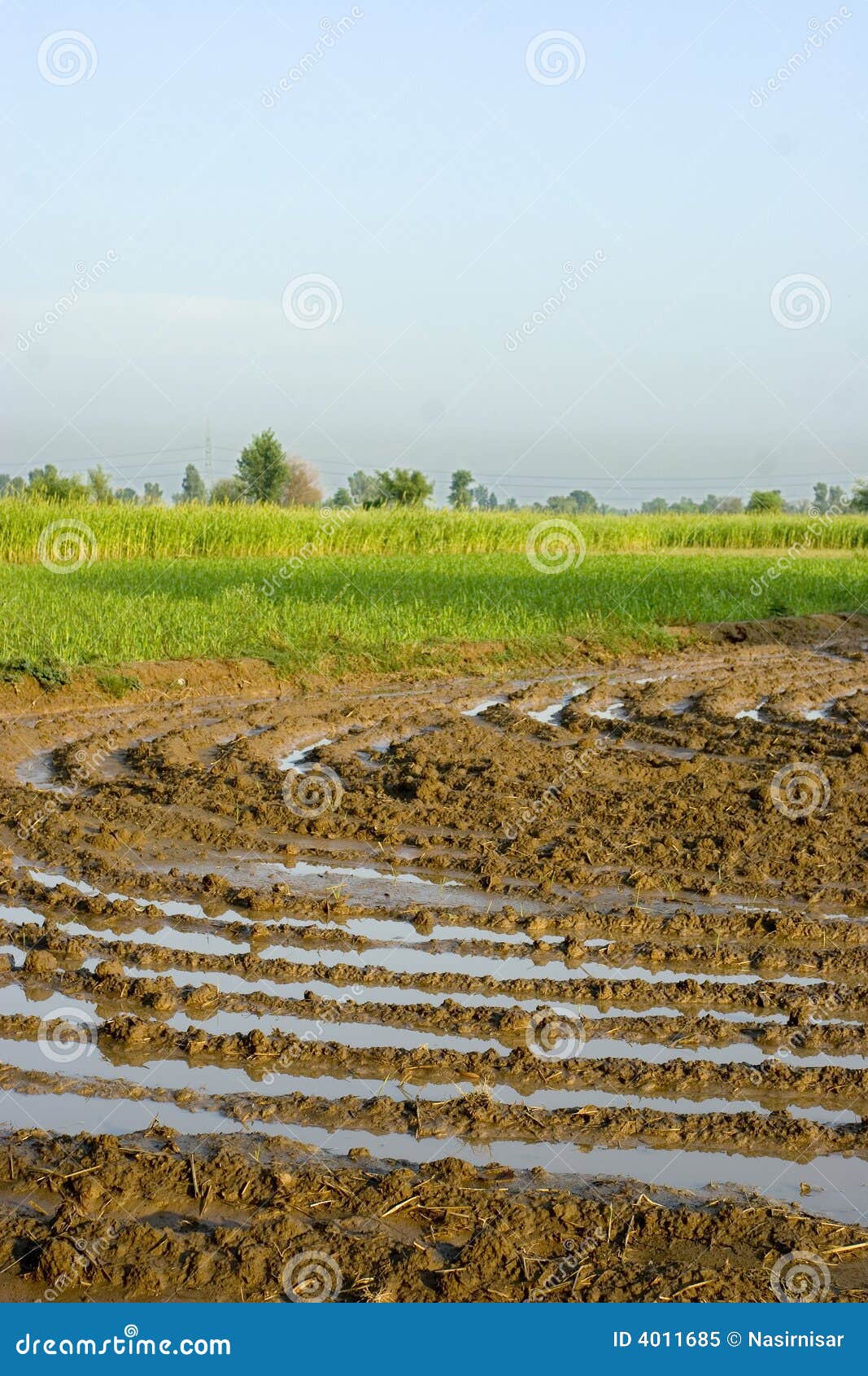 Crop Fields stock image. Image of common, agro, field - 4011685