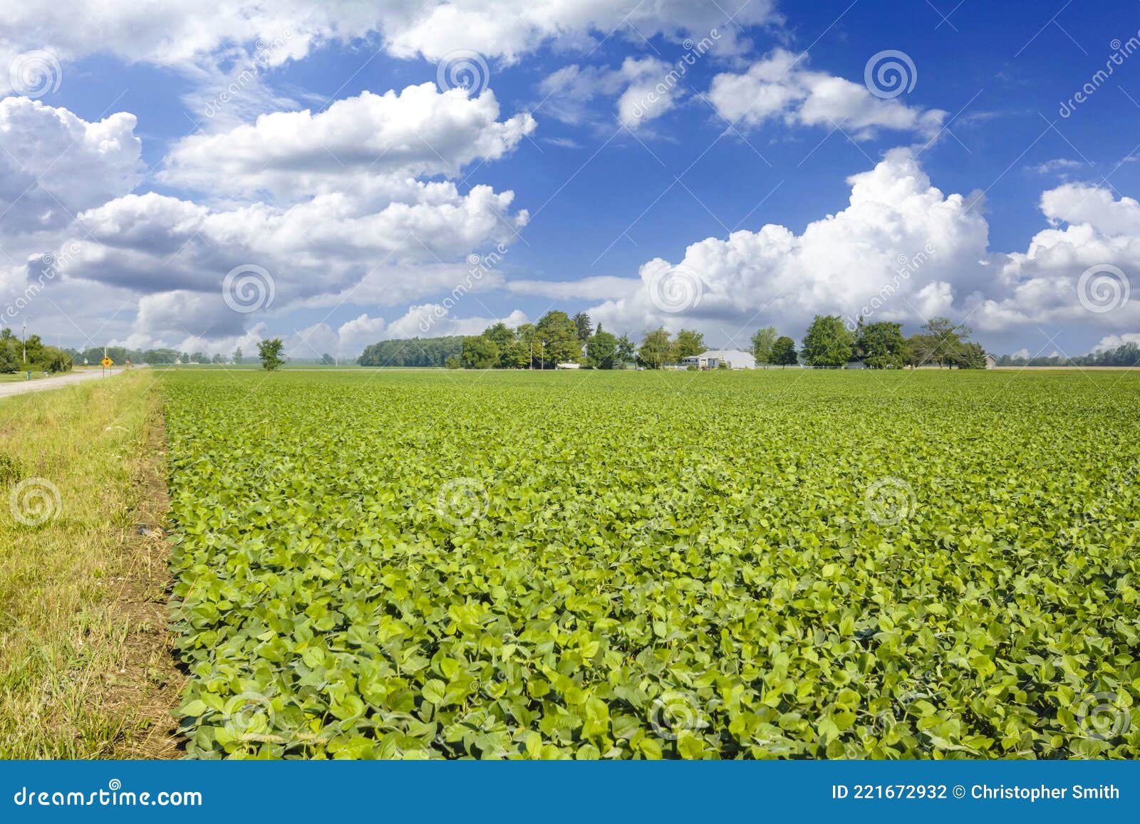Crop fields of Beetroot stock photo. Image of bountiful - 221672932