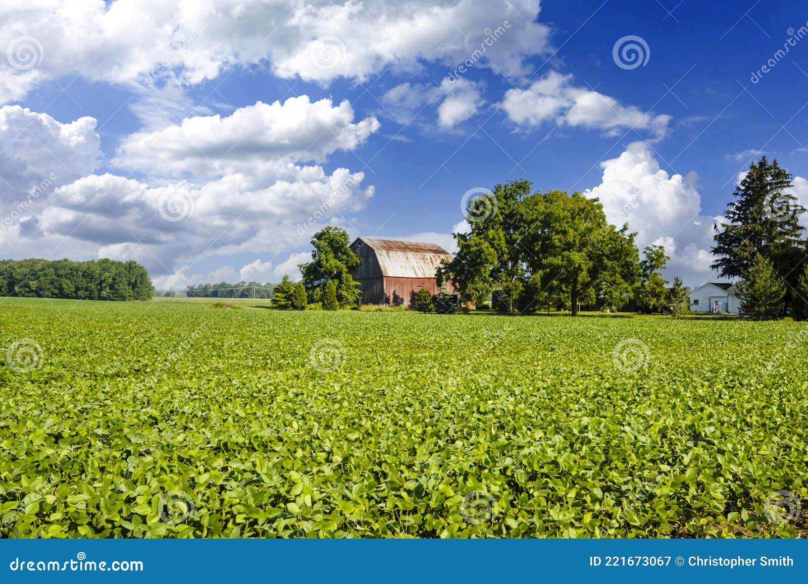 Crop fields of Beetroot stock image. Image of agricultural - 221673067