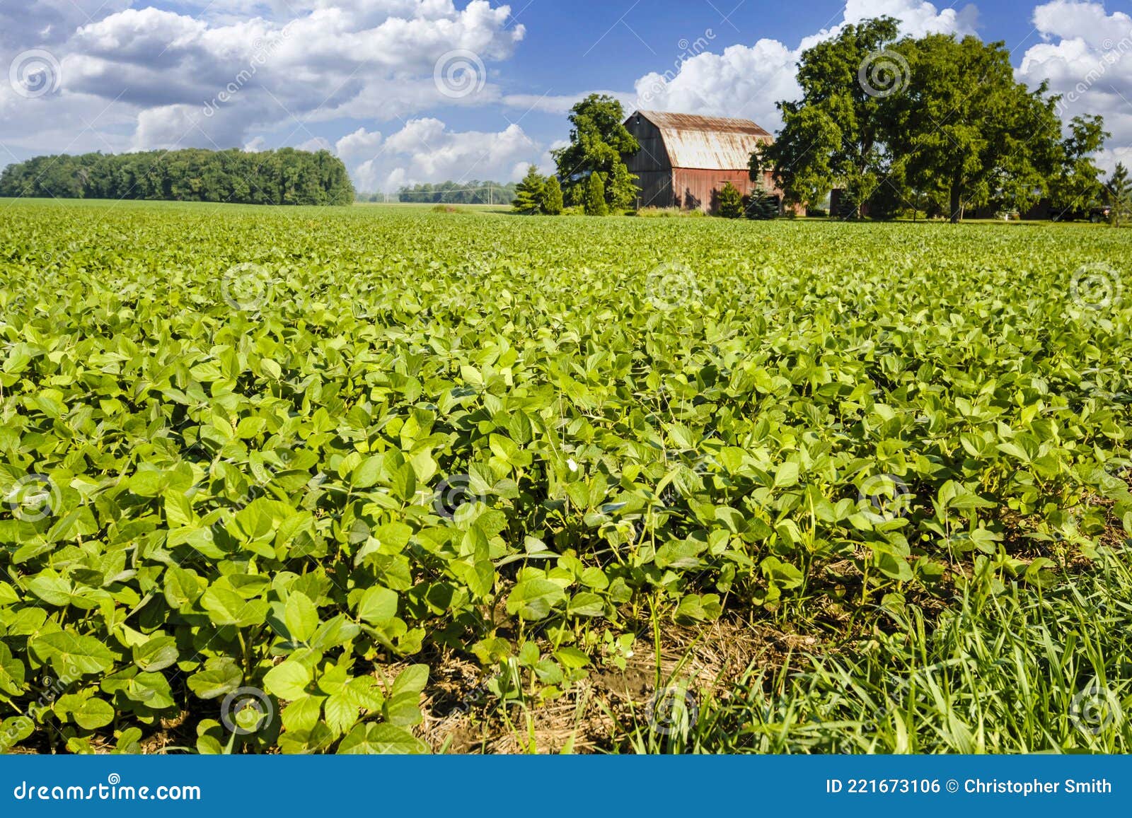 Crop fields of Beetroot stock photo. Image of cultivated - 221673106