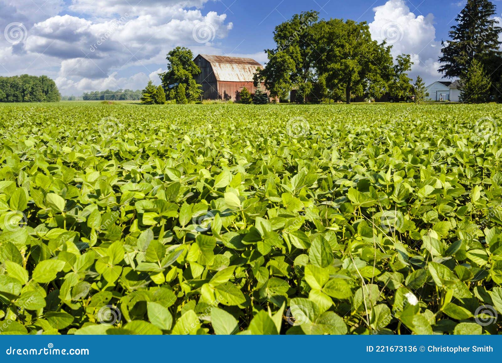 Crop fields of Beetroot stock photo. Image of farmland - 221673136
